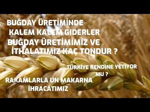 1 DÖNÜMDEN KAÇ KİLOGRAM BUĞDAY HASAT EDİLİR