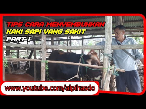 Tips dan Cara Pertolongan Pertama pada Kaki Sapi yang Sakit/Pincang ...