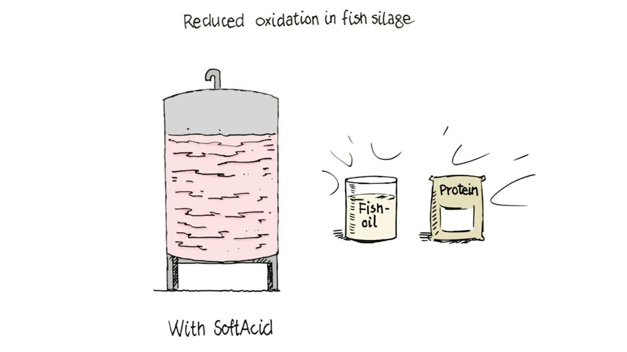 A new and sustainable way of treating fish silage ( Soft Acids ) - YouTube