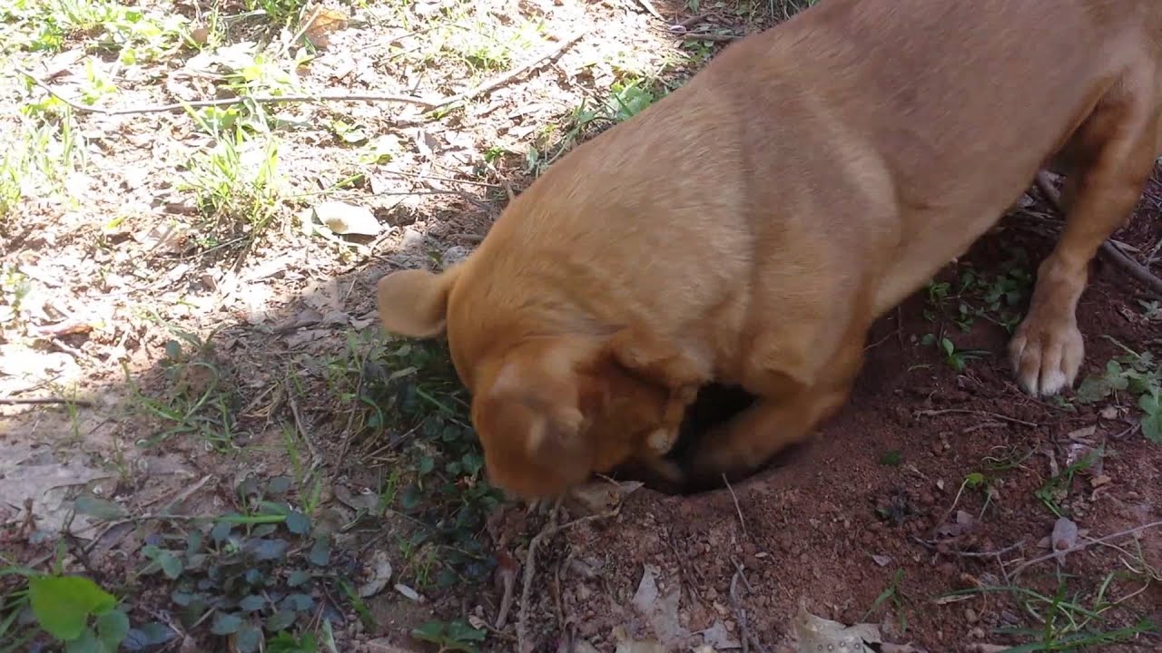Baby Hope digging a hole. - YouTube