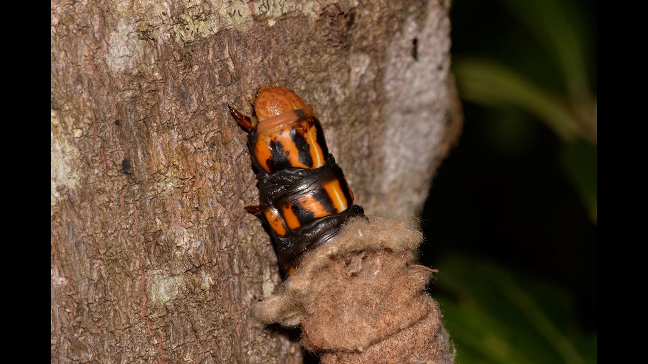 🐛 Saunders' Case Moth (Metura elongatus) Huge - YouTube