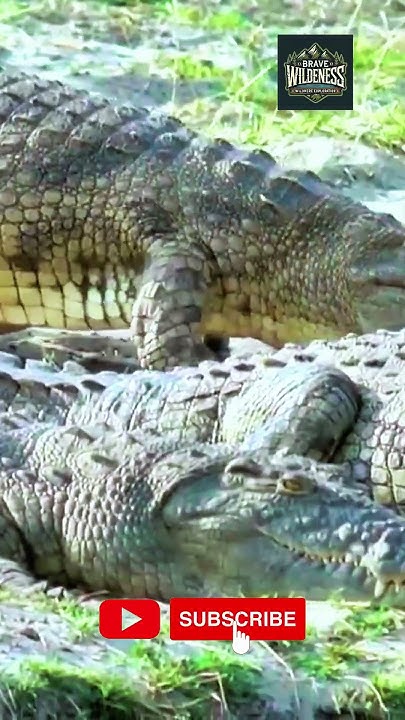 Wild Life Crocodiles Through the Camera's Eyes #shorts #crocodile # ...