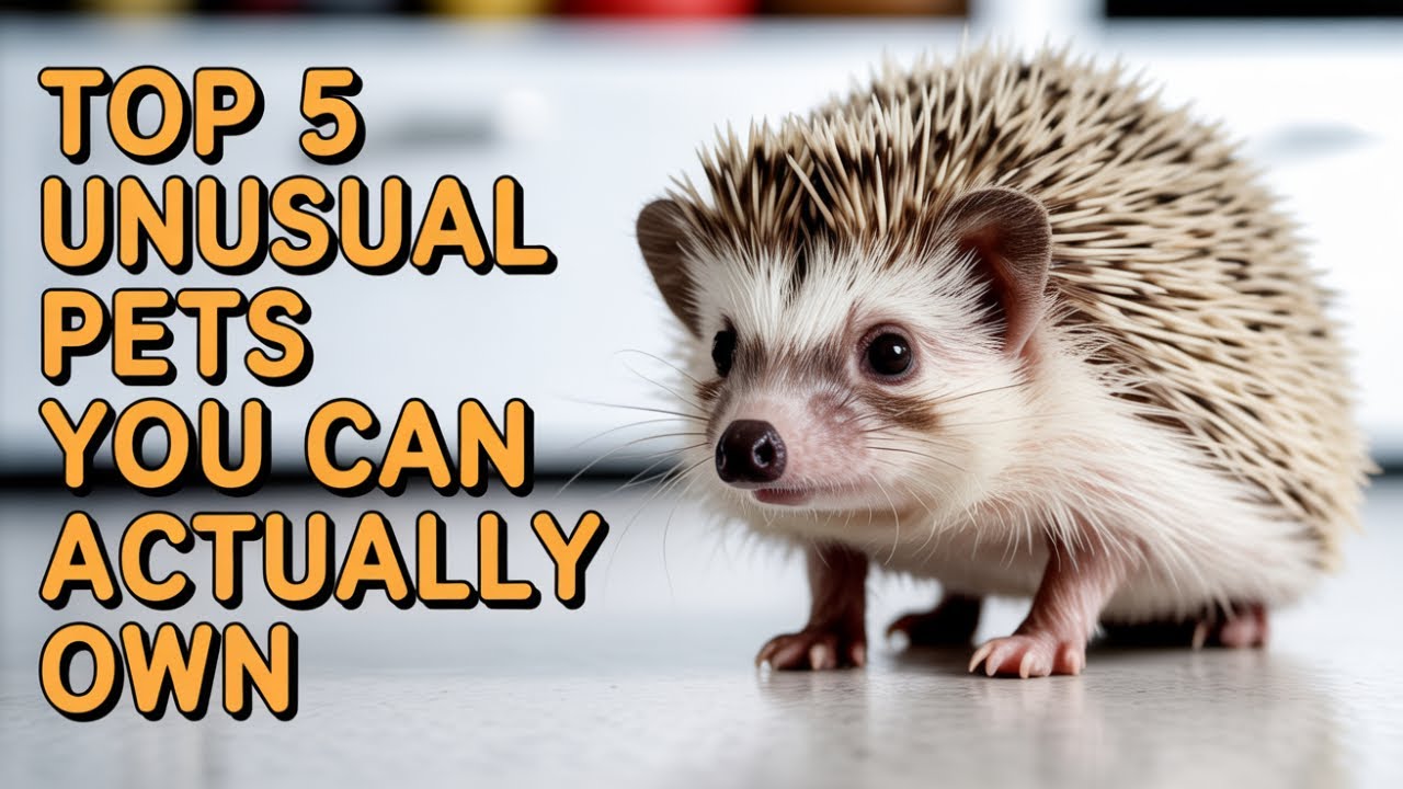 Top 5 Unusual Pets You Can Actually Own - YouTube