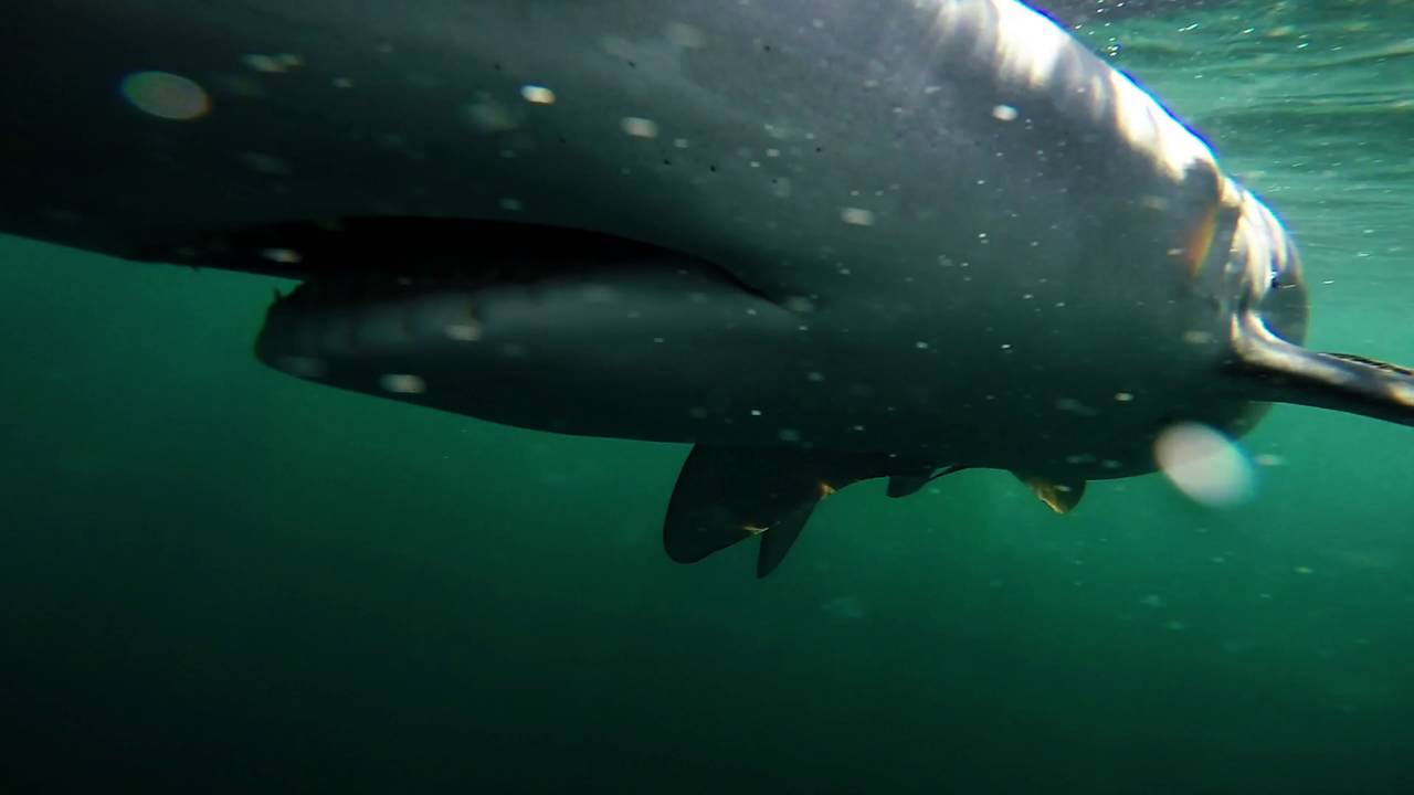Cape Cod shark diving!! GoPro Hero 4 Silver 1080p 60fps - YouTube