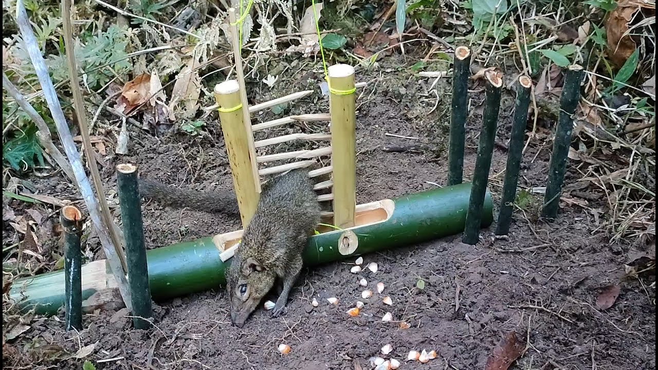 Create Amazing trap to catch squirrel in the forest - YouTube