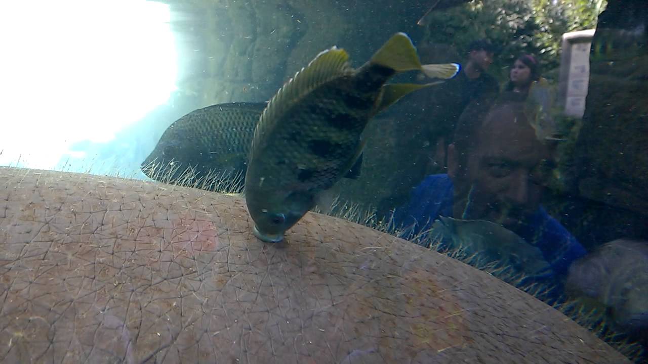Hippos & Fish at the Zoo - YouTube