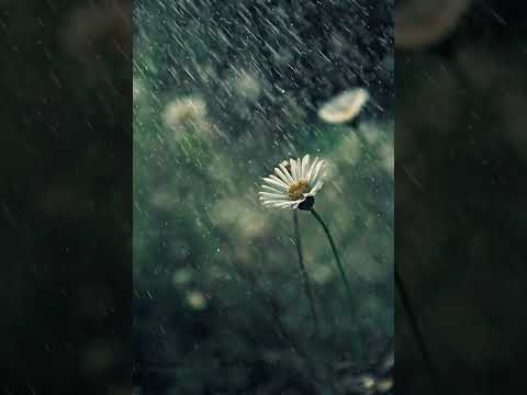 Hamlet İsaxanlı.  Səni çox sevirdim.