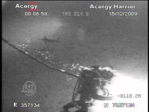 Marlin/Swordfish Attacks Diver - YouTube