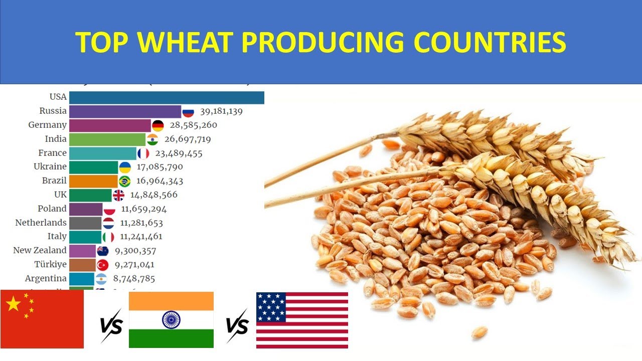 Top Wheat Producing Countries - YouTube