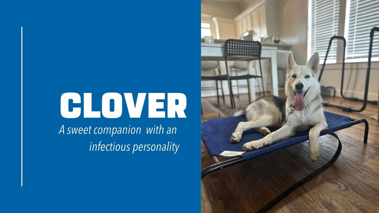 Introducing the sweet, outgoing, and adventurous dog named Clover ...