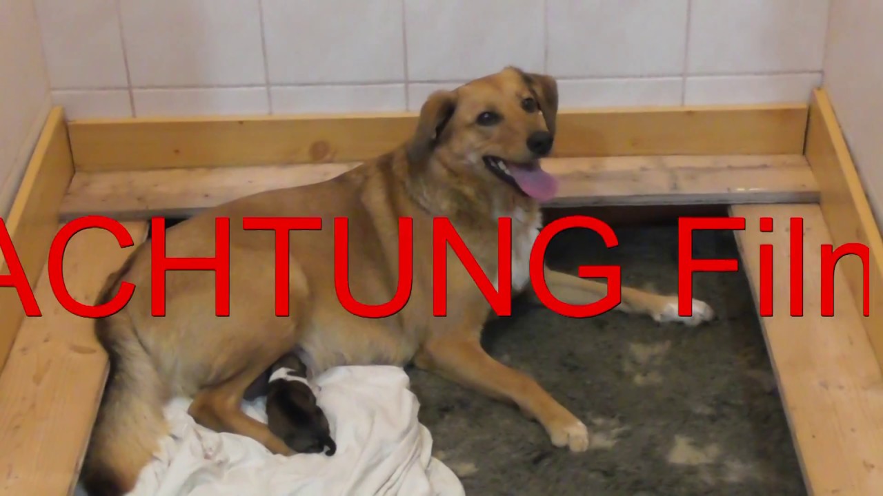 Die Geburt der Welpen - YouTube