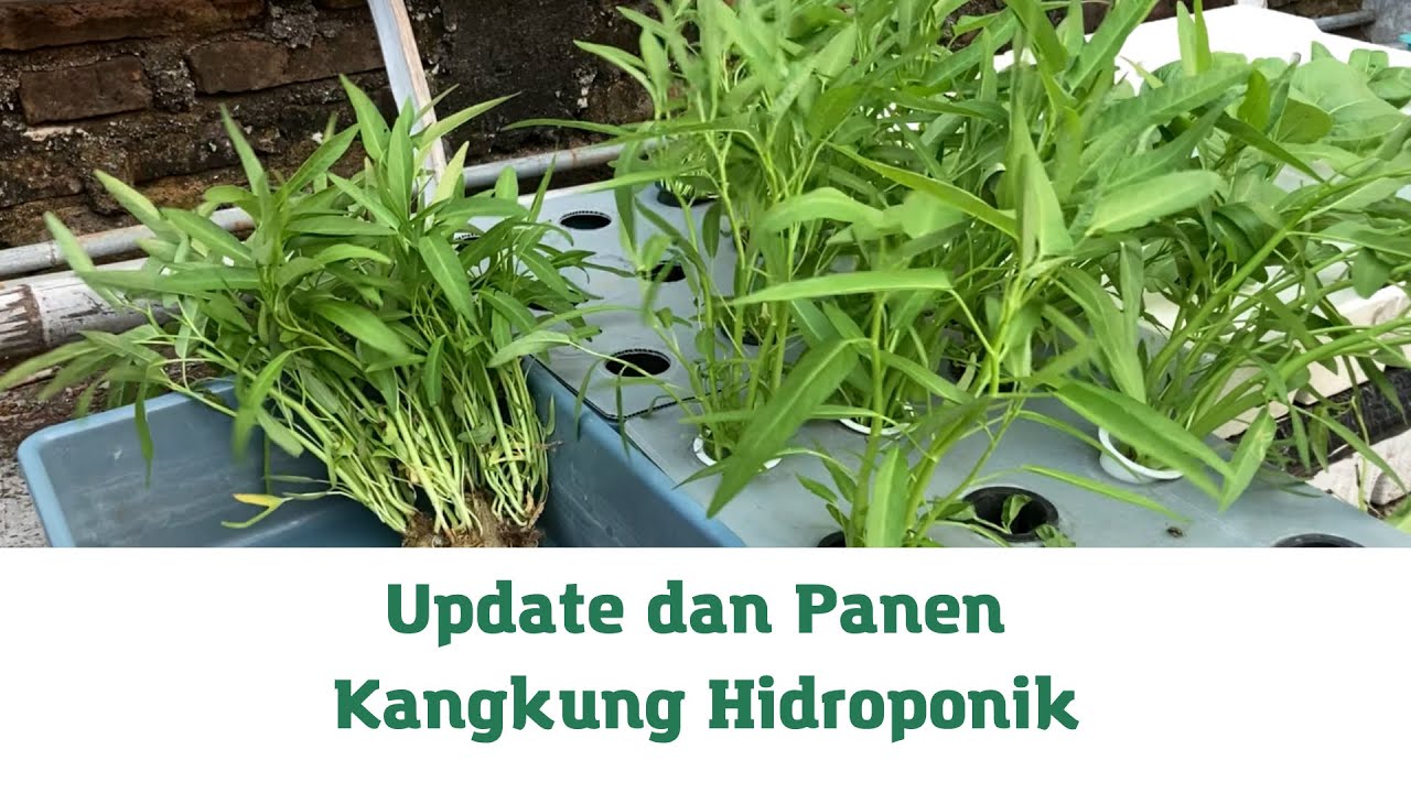 Update dan panen kangkung hidroponik usia 22 hari - YouTube