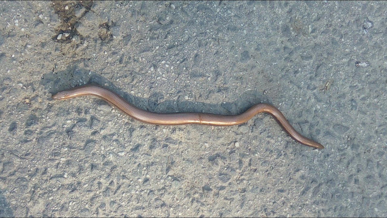 Moravany nad Vahom, Saurian Anguis fragilis Jaster Slepuch lamavy ...