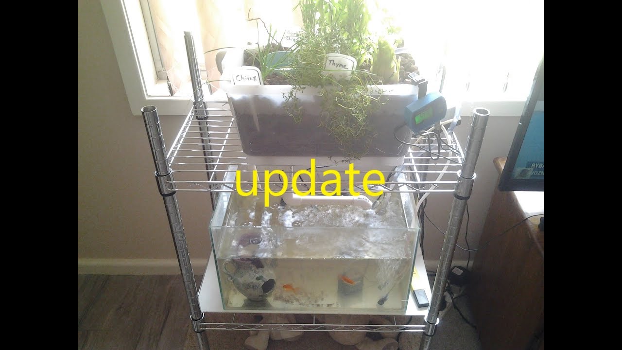 DIY How To Build an Aquaponic System with an Aquarium. Project update ...