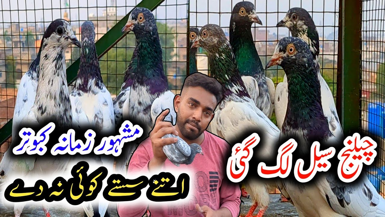 Sialkoti 35 Waly Kabootar 💯 // Qasoori Pigeons // Teddy Kabootar ...