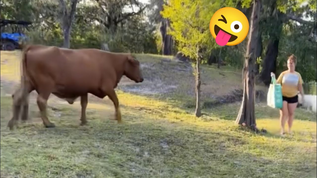 Try Not To Laugh Challenge 🤣 Ultimate Funny Videos 😂 Viral Memes, Big ...