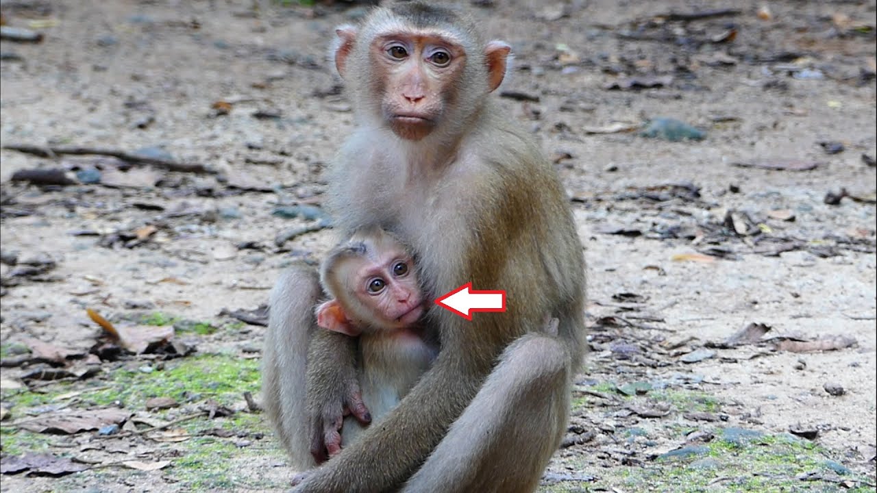 Breaking News! Young Liza accepted to adopt newly baby in group, Sweet ...