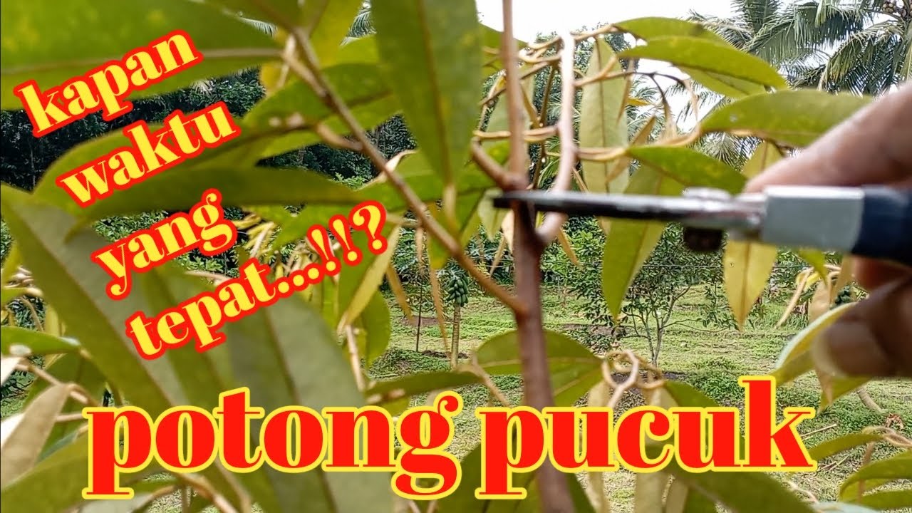 Cara potong pucuk durian//lengkap dengan penjelasan nya - YouTube