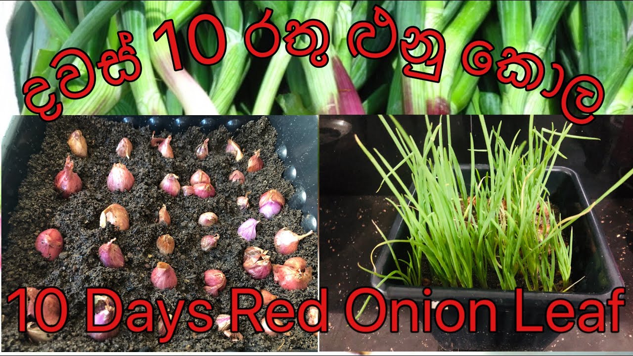 How to grow red onion at home/ රතු ළුනු ගෙදරදි සාදා ගන්නා ආකාරය - YouTube