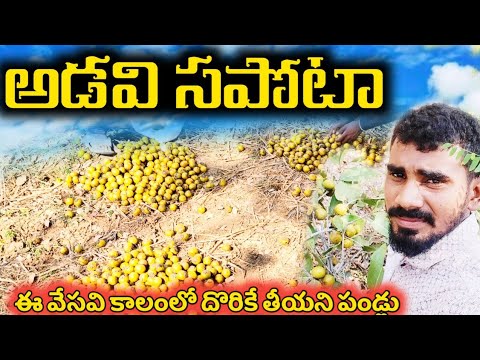 Tuniki pandu | tuniki kaya | tendu fruit| |persimmon | Raju village ...