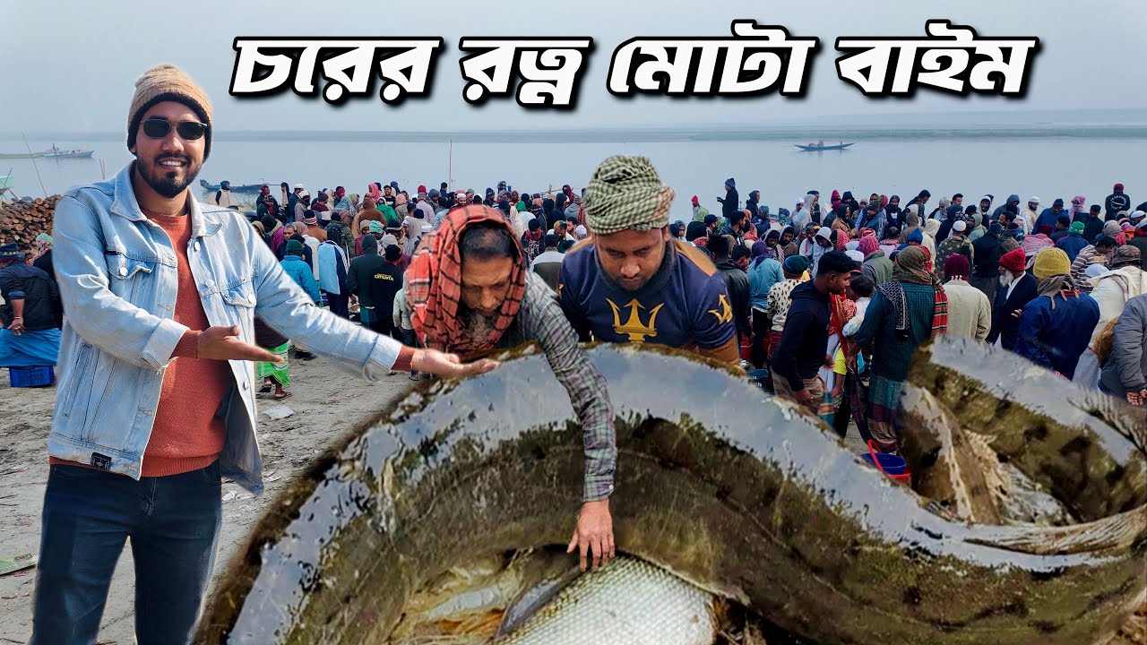 চরের আসল রত্ন মোটা বাইম মাছের নিলামে উওেজনা!! today podma river fish ...