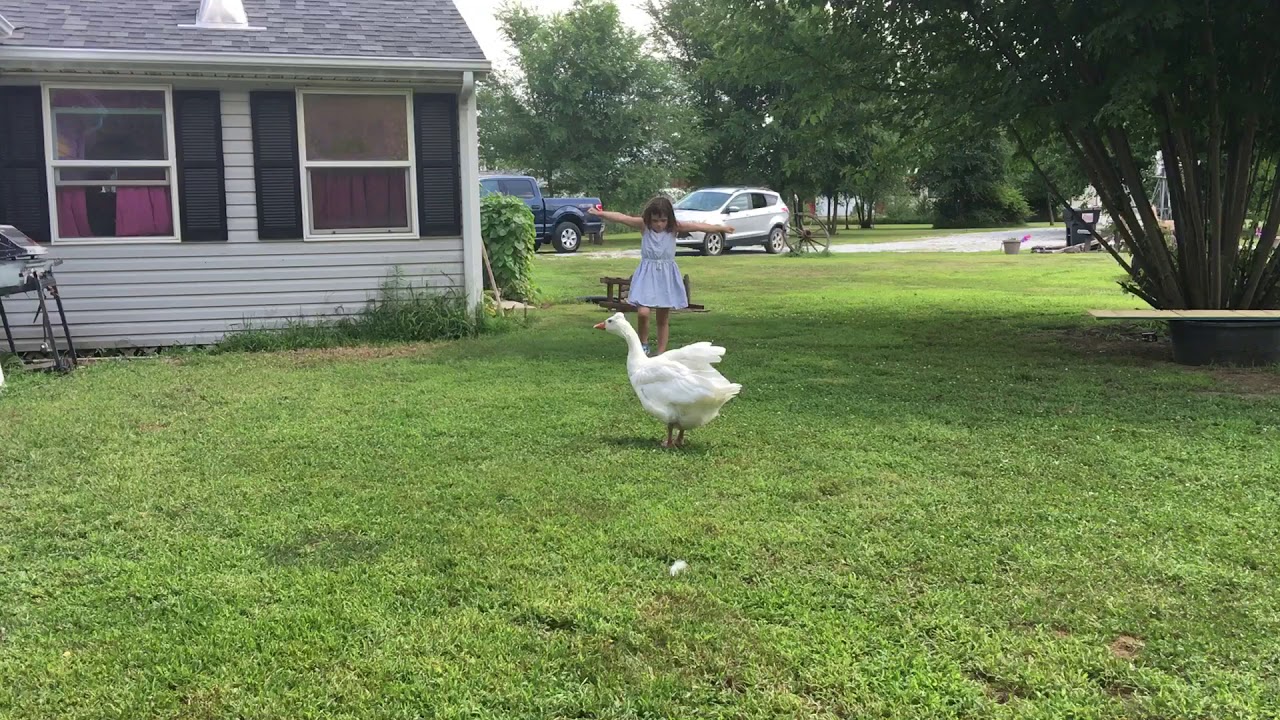 Big bad Boris ( the goose) - YouTube