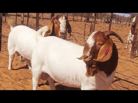 Bode de ELITE - Boer Goats FARM - YouTube