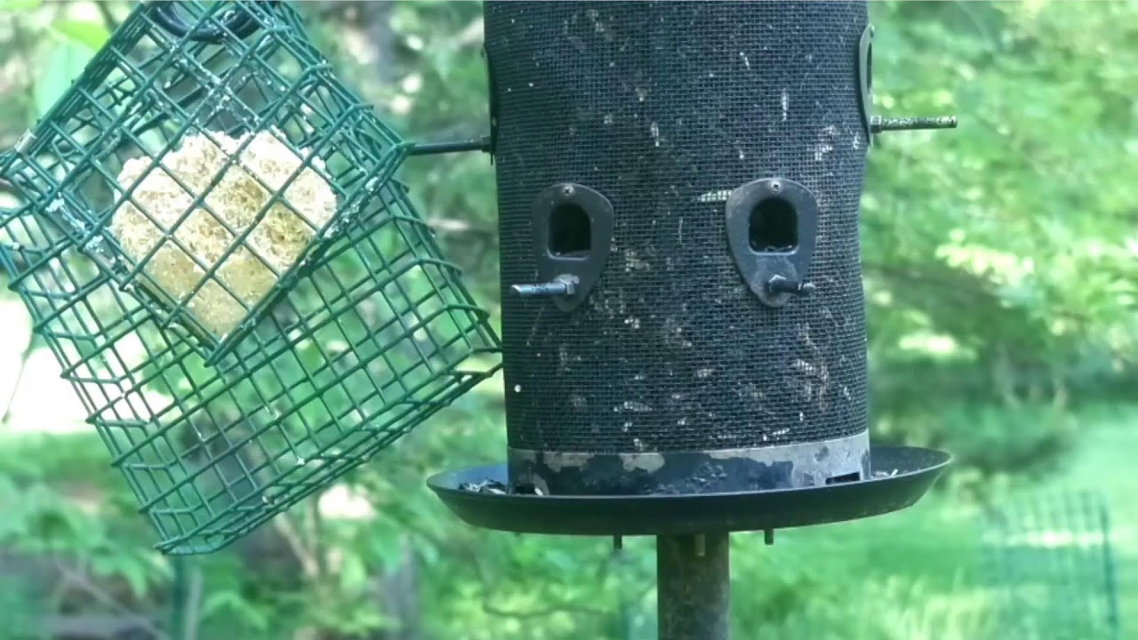 Live - Bird Feeder Cam - Stow OH - YouTube
