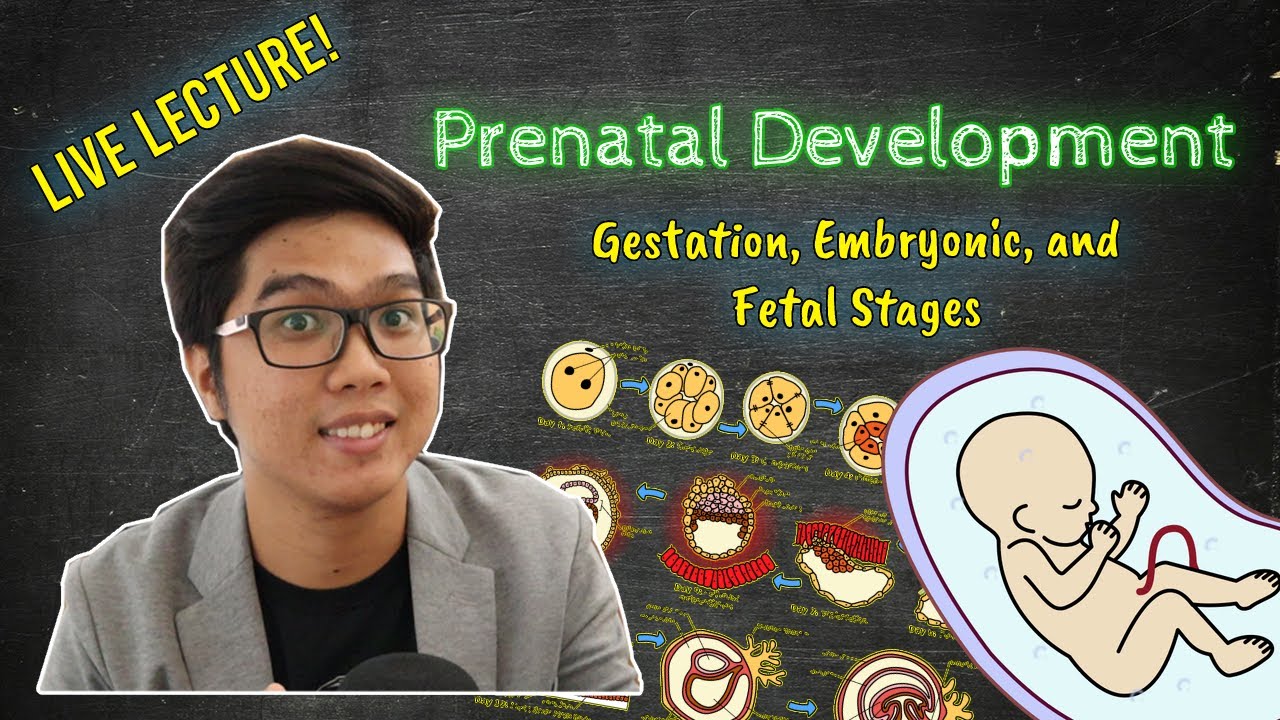 LIVE LECTURE - Prenatal Development | STAGES and RISKS | Developmental ...