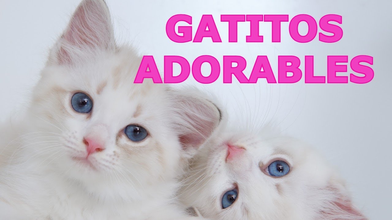 ¿TE GUSTAN LOS GATITOS BEBÉS? Esta es una recopilación de videos de gatitos bebés jugando😺 ...