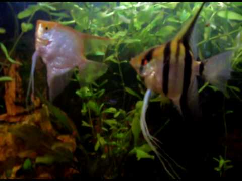 Angelfish fight.AVI - YouTube