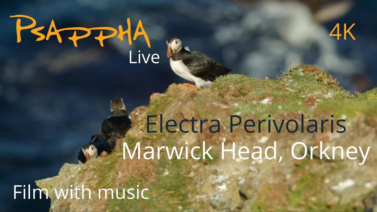 Electra Perivolaris - Marwick Head, Orkney (Film version) (Psappha ...
