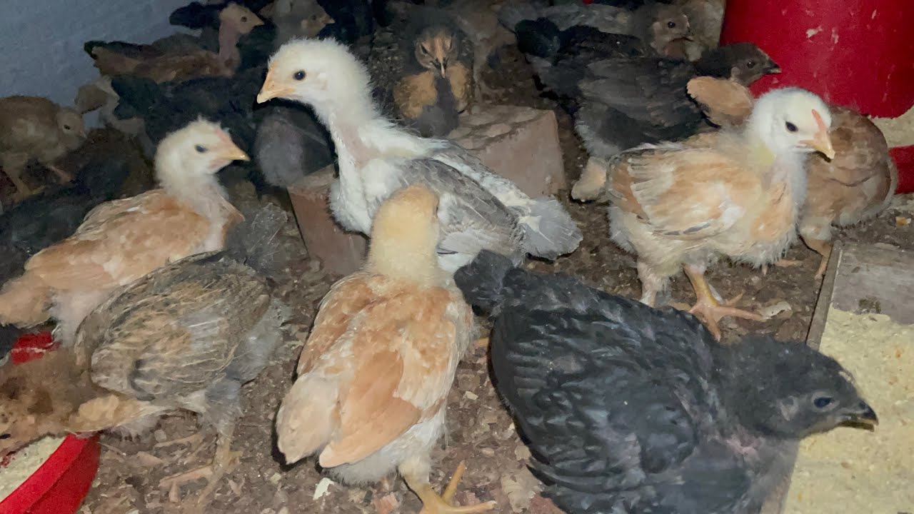 19 días criando pollitos criollos y ya emplumaron todos - YouTube