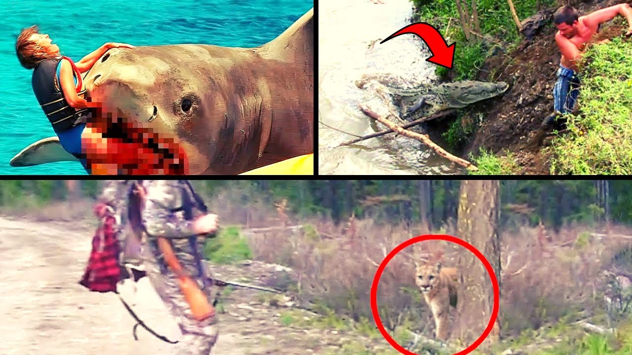 ¡El maratón de ataques de animales más BRUTALES! Pt. 3 - YouTube