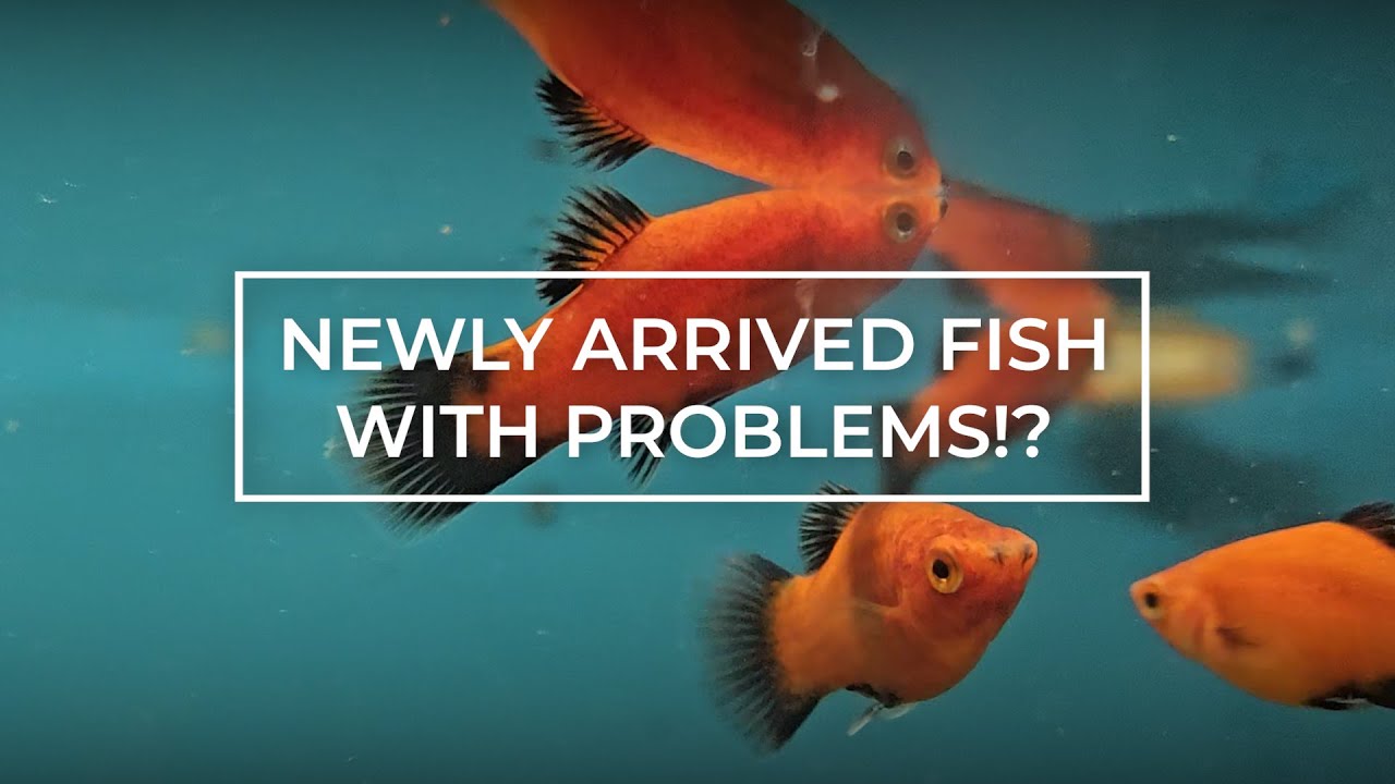 Chilodonella Made These Fish Arrive SICK, Cured In 3 Days! - YouTube