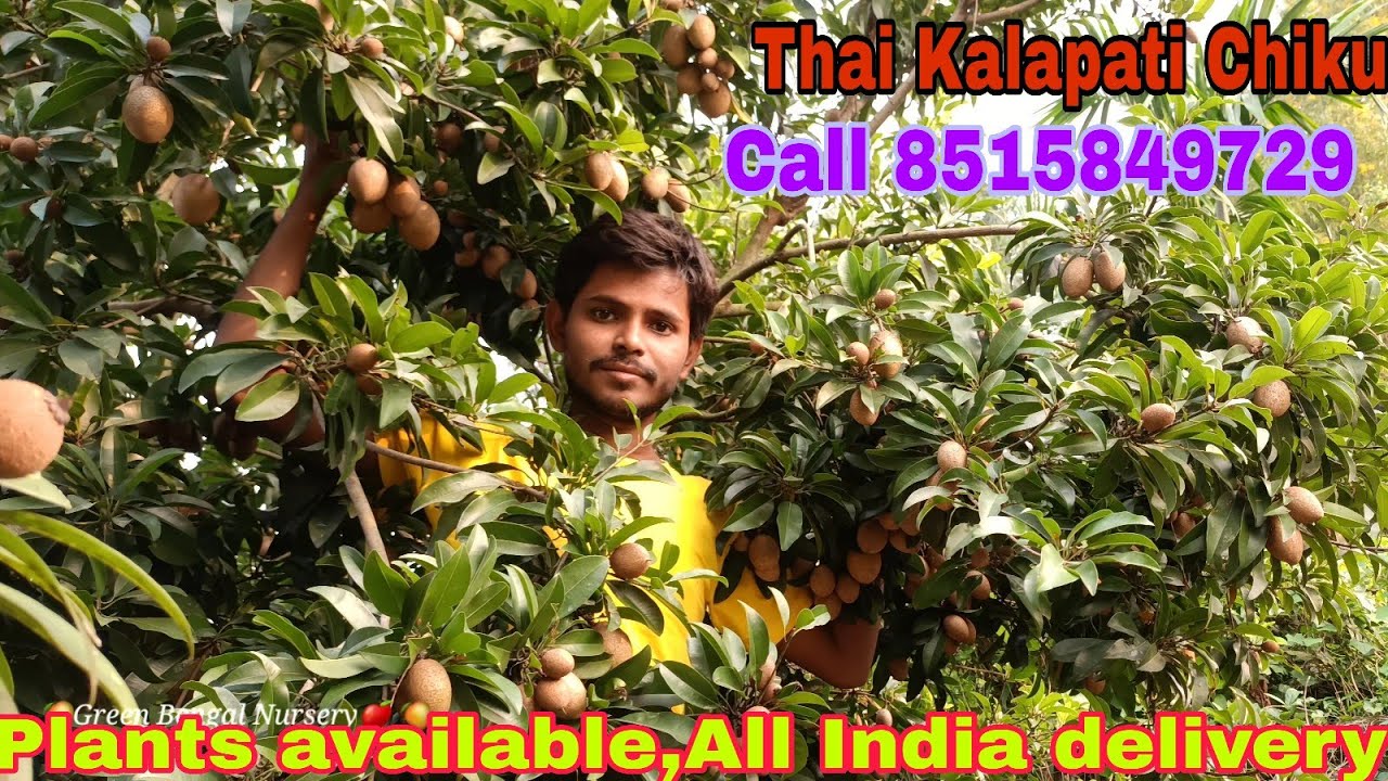 Chikoo farming | 3 Lakh Per Acre Income | Kalapati Sapota farming ...