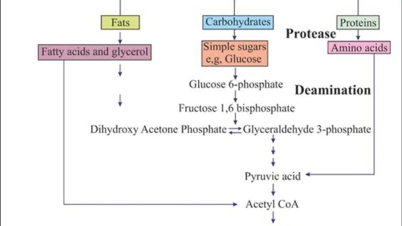 Amphibolic pathway| Ncert | Respiration in higher plant |Ncert nichor ...