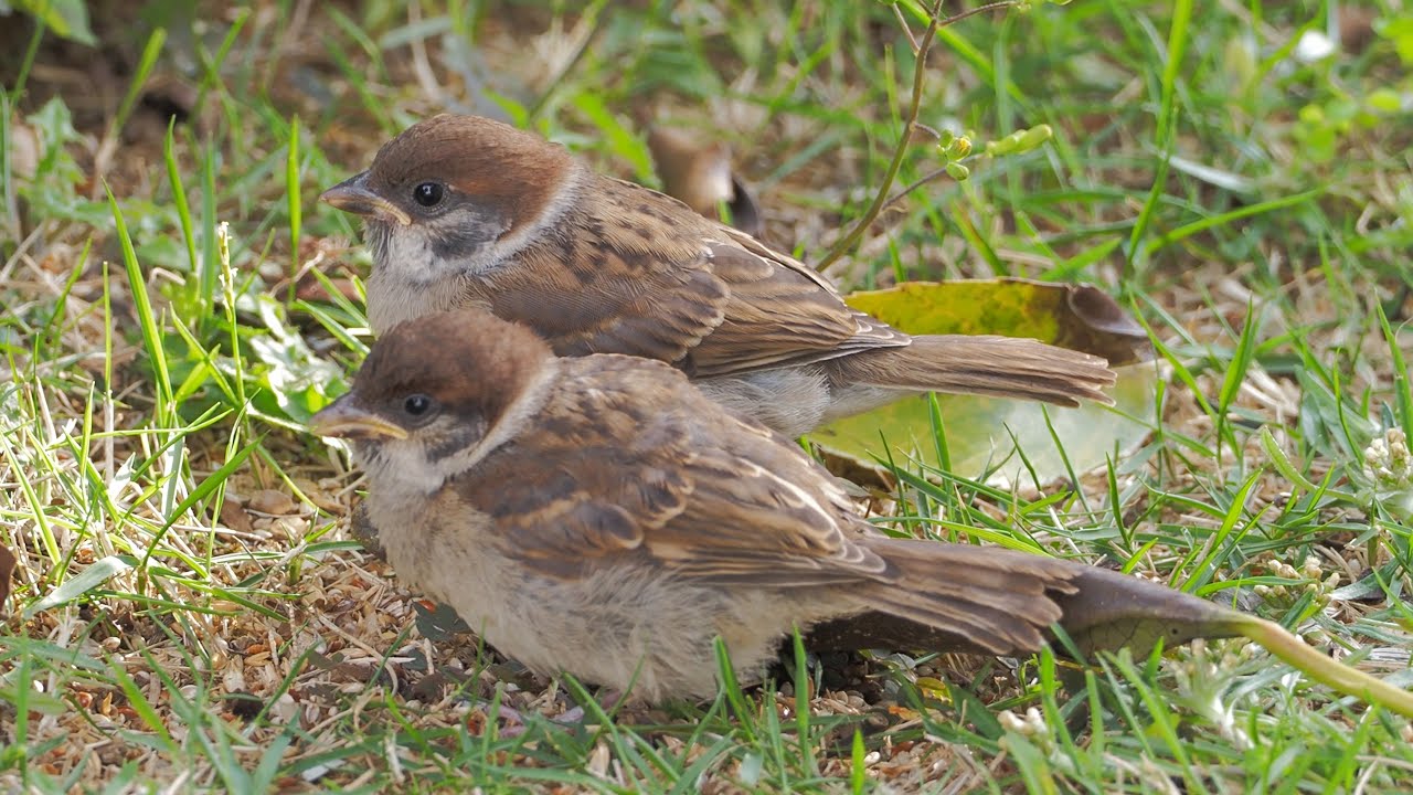 喜びのスズメ Tree Sparrows - Joy in the garden Passeri mattugi -gioia in ...