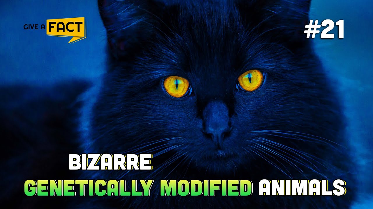 Strange but True: 3 Oddest Genetically Modified Animals - YouTube