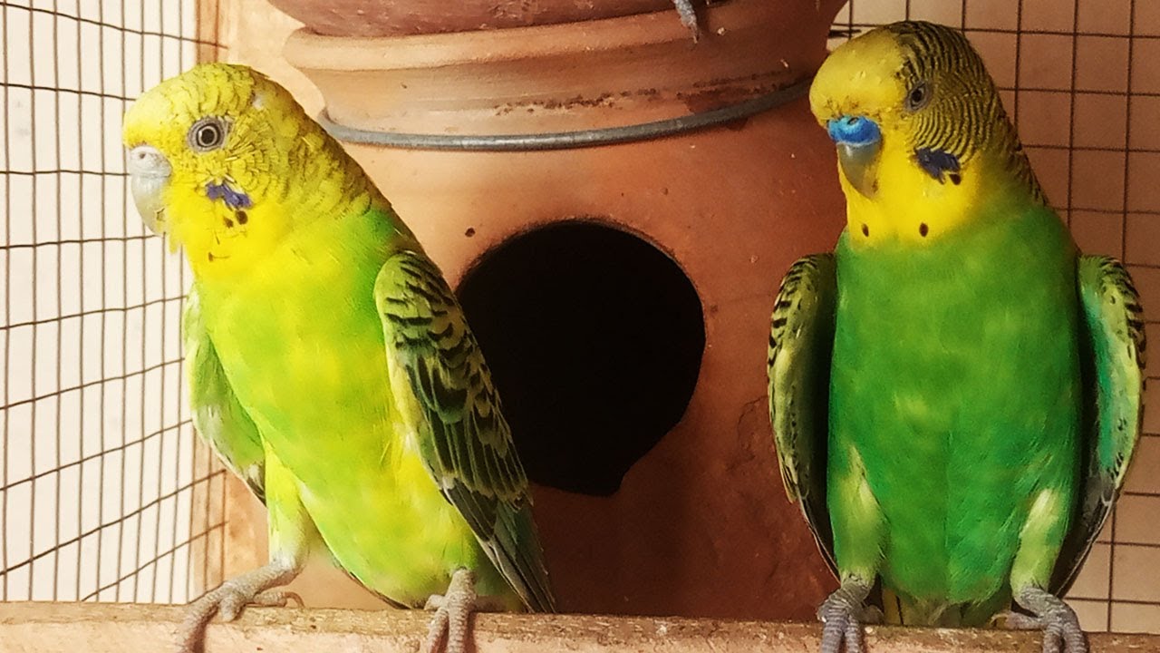 Happy Singing & Eating Parakeet Budgies Birds, Reduce Stress of Lonely ...