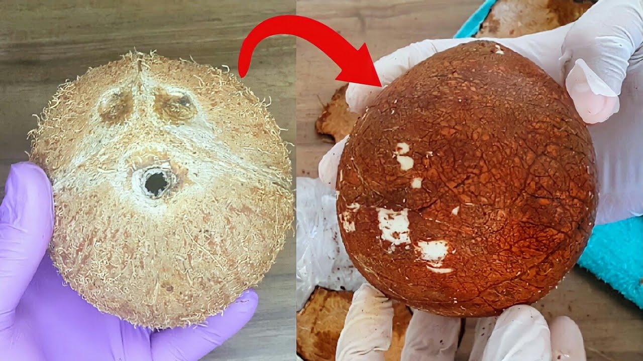 How to open coconut - YouTube