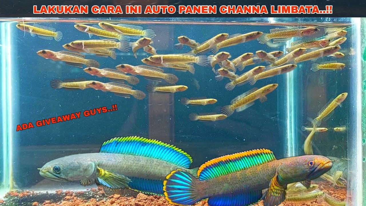 Cara Breeding Ikan Channa Limbata Biar Anakanya Banyak || Cara Ternak ...