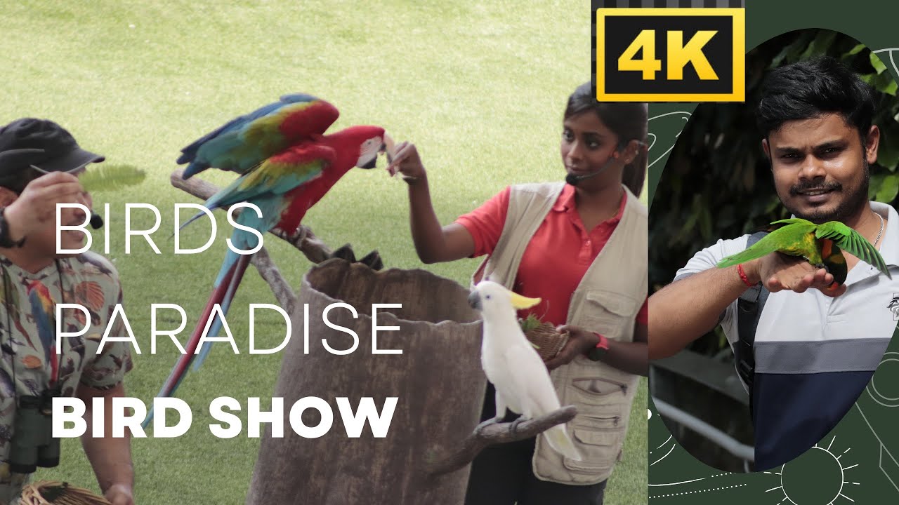 Speaking Birds 🦜1000+ Species 🦩Bird Show / Mandai Bird Paradise # ...
