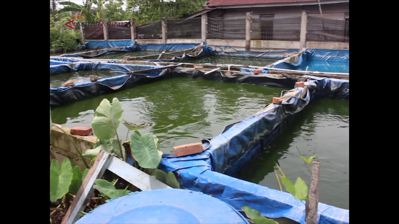 Lebih Efektif Dan Efisien Budidaya Ikan Lele Dengan Sistem Bioflock ...