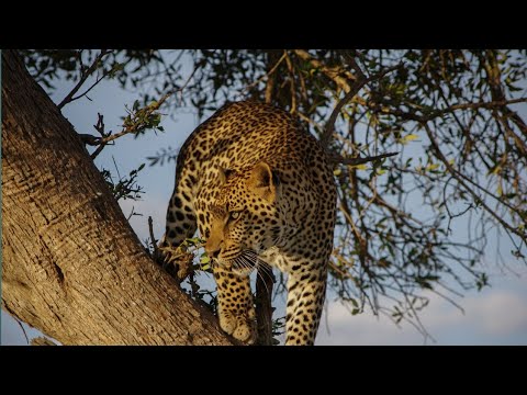 Wild Animal | Wildlife Animals | Animal Video | Pets And Animals | 4k ...