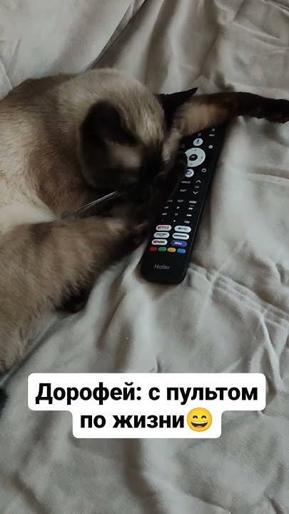 С пультом по жизни😄 #блогер #животные #кот #юмор - YouTube