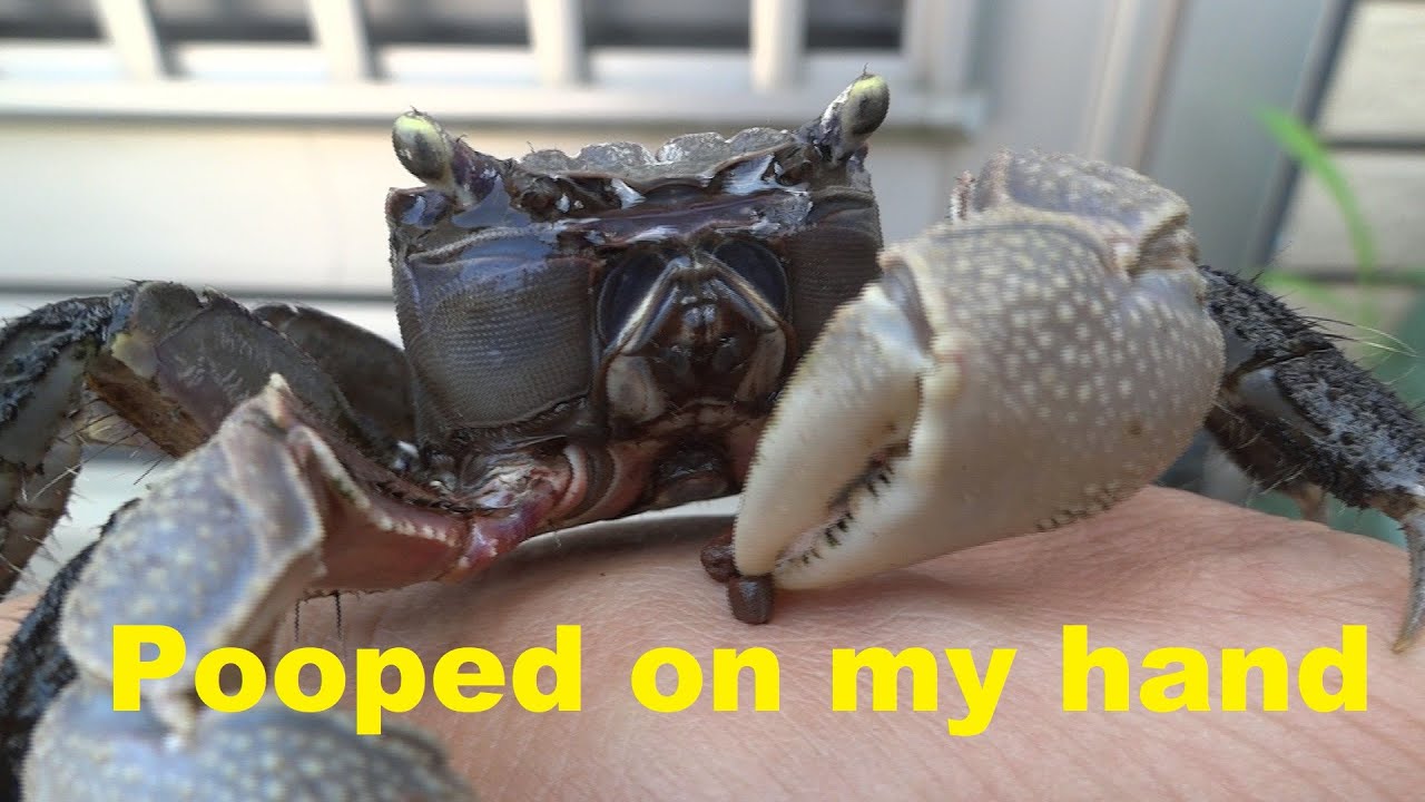 This crab pooped on my hands. Crabs accustomed to people. Crab breeding ...