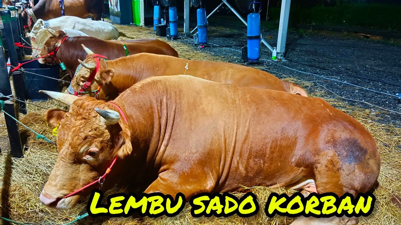Carnival qurban lembu terberat di Malaysia.. #gengdunia #fishing #lembu ...