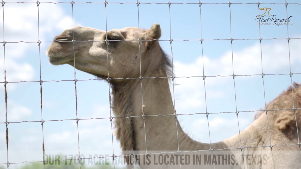 The Reserve - Venue and Information - YouTube