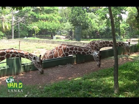 Giraffes in the Dehiwala Zoo (Sri Lanka ) - YouTube